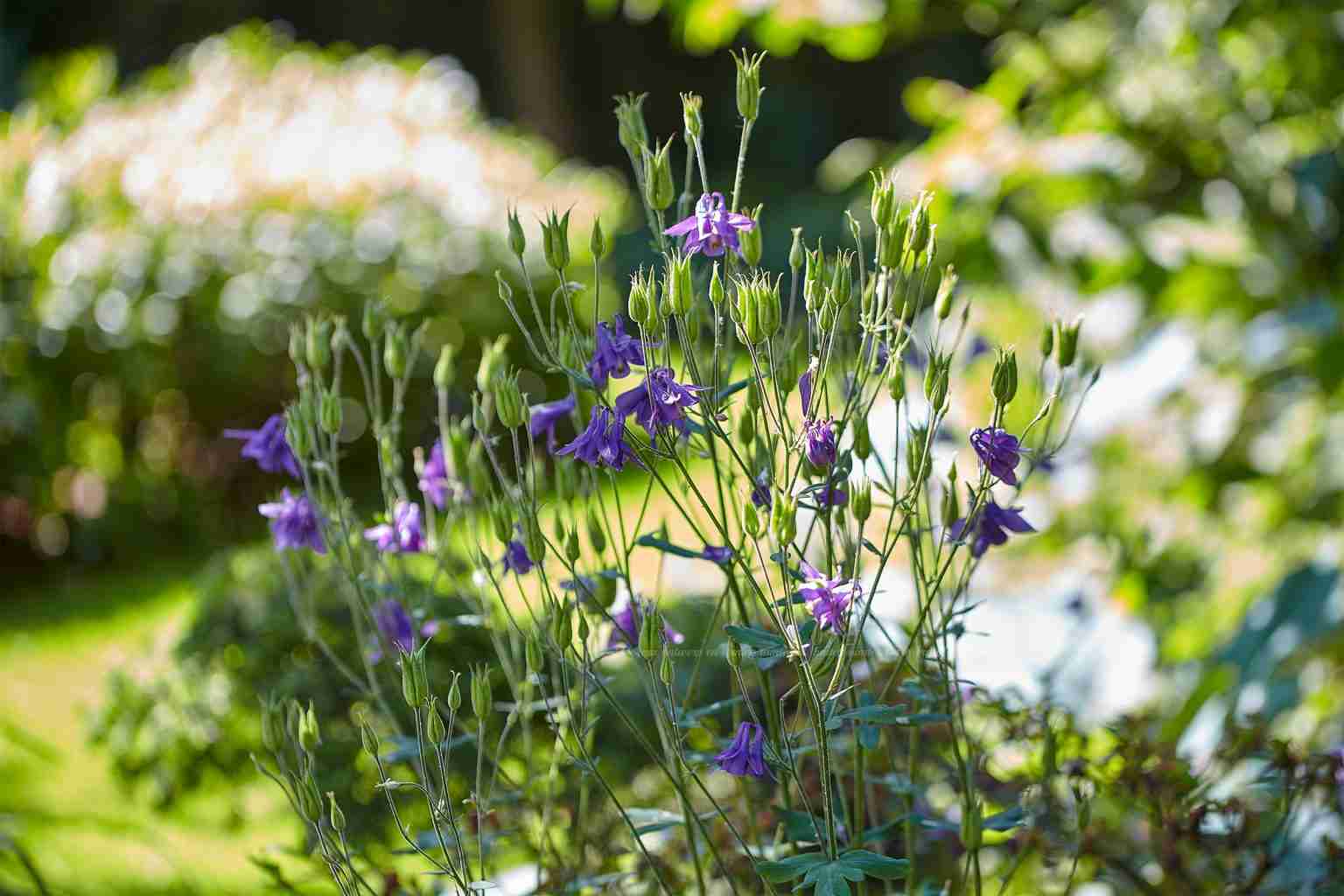 Een bloementuin voor wilde bijen en vlinders | Florera