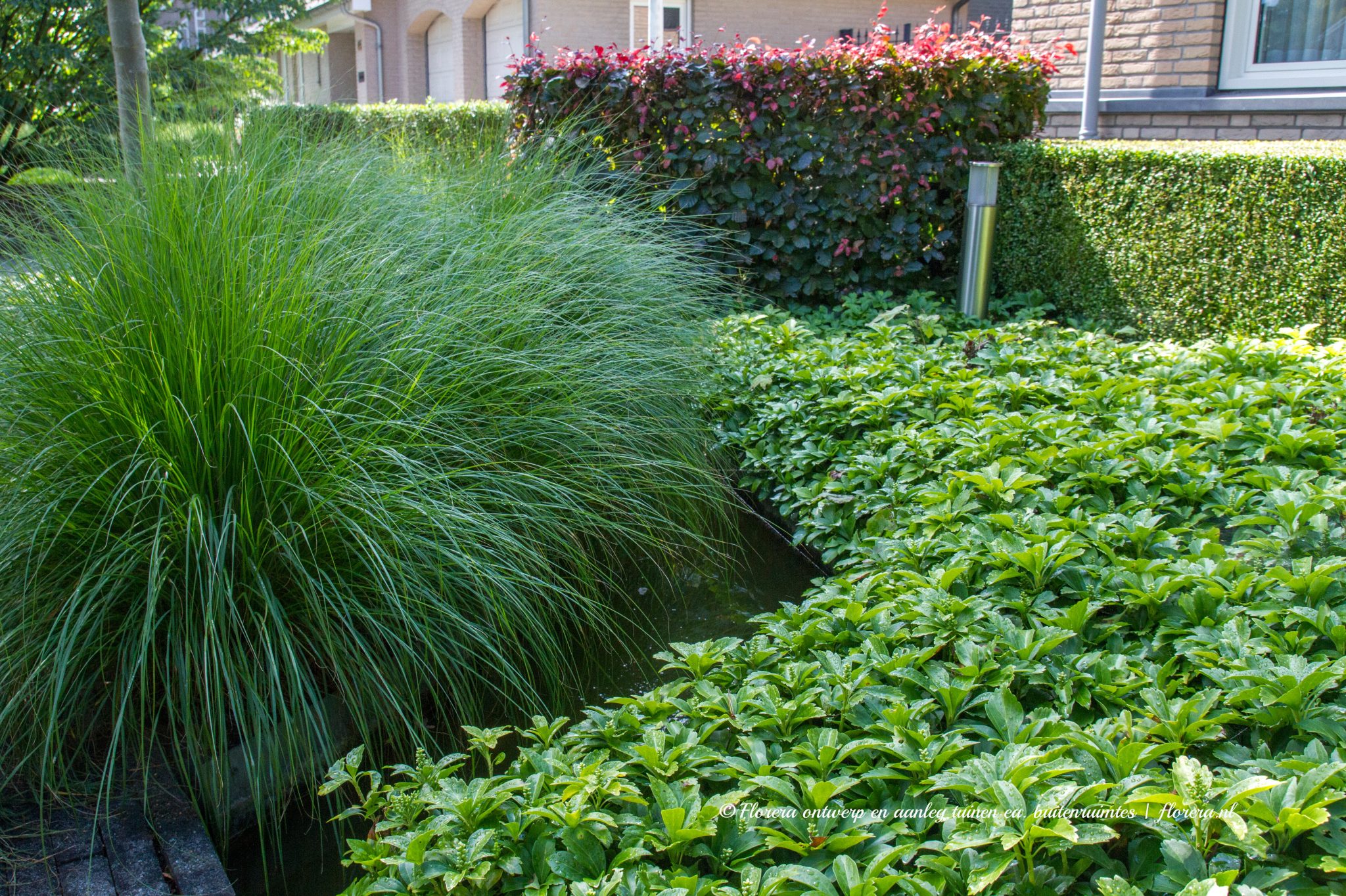 Bodembedekkers in je tuin: waarom zo belangrijk? | Florera.nl